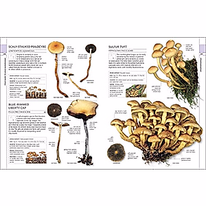 Mushrooms: How to Identify and Gather Wild Mushrooms and Other Fungi