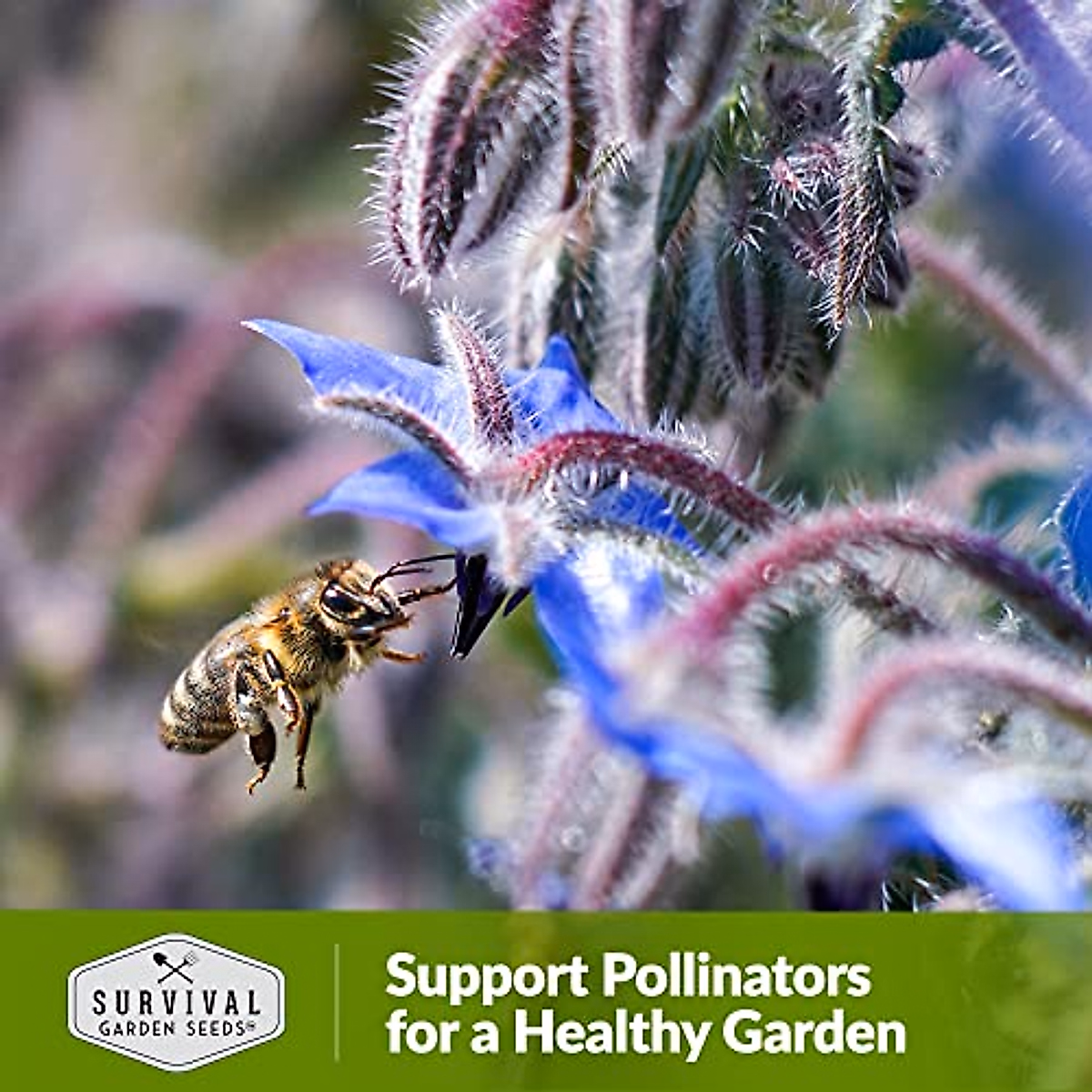 Survival Garden Seeds - Borage Seed for Planting - Packet with Instructions to Plant and Grow Beautiful Medicinal Herb in Your Home Vegetable Garden - Non-GMO Heirloom Variety - Attracts Pollinators