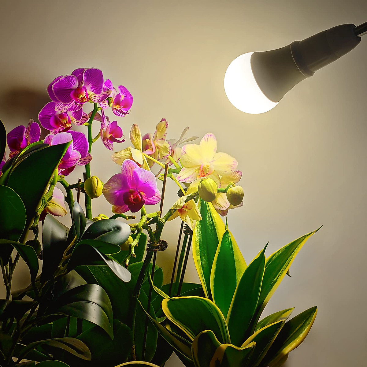 Grow Light Bulbs, LED Grow Light Bulb A19, Full Spectrum Light Bulb, Grow Bulb E26 Base, 11W Plant Light Bulbs 100W Equivalent, Grow Light Bulb for Indoor Plants, Flowers, Greenhouse, 2 Pack