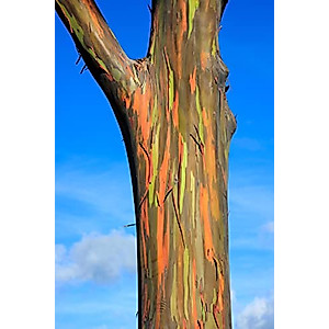 1-1000pcs Rainbow Eucalyptus Tree Seeds Indonesian Gum Mindanao Binacag Sarassa 0128 (25+ Seeds)