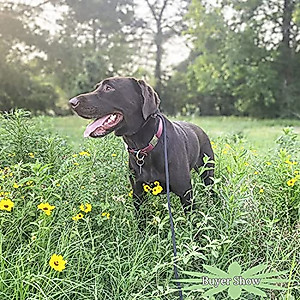 MayPaw Slip Lead Control Leash for Dogs No Pull, 13+ Colors Classic Dog Leash 7FT Pet Slip Leash, 1/4” Rope Leash for Small Medium Animals