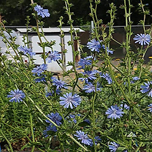 Outsidepride Perennial Chicory Drought Tolerant Wild Flower & Forage Plants - 5000 Seeds