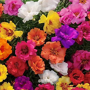 10000+ Portulaca Grandiflora Moss Rose Seeds Mixed Color Spreading for Planting Mexican Rose Sun Rose Rock ROS Heat & Drought Tolerant Ground Cover Plant