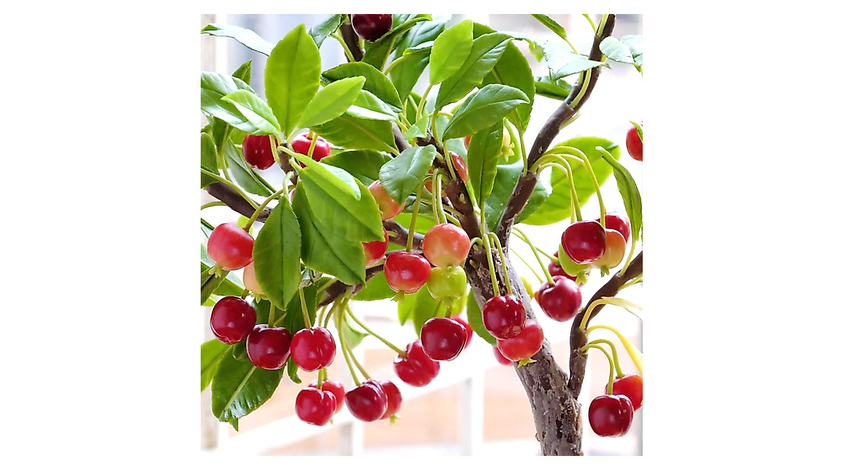 Dwarf Cherry Tree Seeds - Compact, Fragrant Flowers & Juicy Fruit