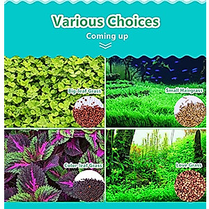 Live Aquarium Plant Seeds Combo,Fresh Water Grass Plants Mini Leaf & Longhair Grass Small Pearl for Fish Tank Terrarium Aquatic Dwarf Carpet Decor Decoration 6 aab (1M1L)