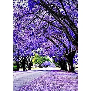 Purple Jacaranda Seeds Jacaranda Mimosifolia Fern Tree Black Poui 20 Seeds