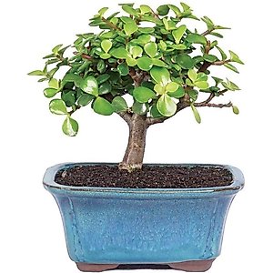 Indoorbonsaiandexotics Variegated Baby Jade Bonsai Tree Beginner
