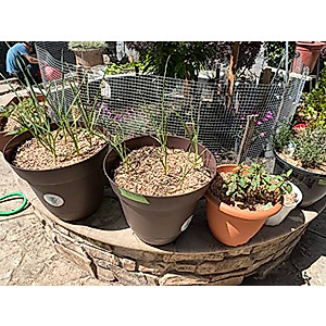 Double Tree Incense Cedar Wood Chips for Potted Plants, Garden, Animal Beddings and Litter Box - 100% Natural Perfect for Indoor and Outdoor Use… (4 Quart)