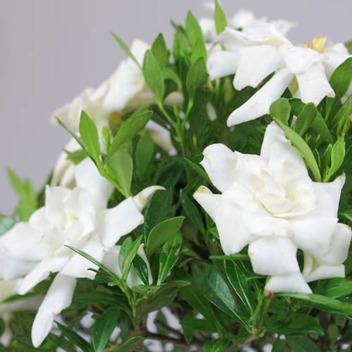 Brussel's Live Gardenia Outdoor Bonsai Tree - 4 Years Old; 6" to 8" Tall with Decorative Container - Not Sold in Arizona