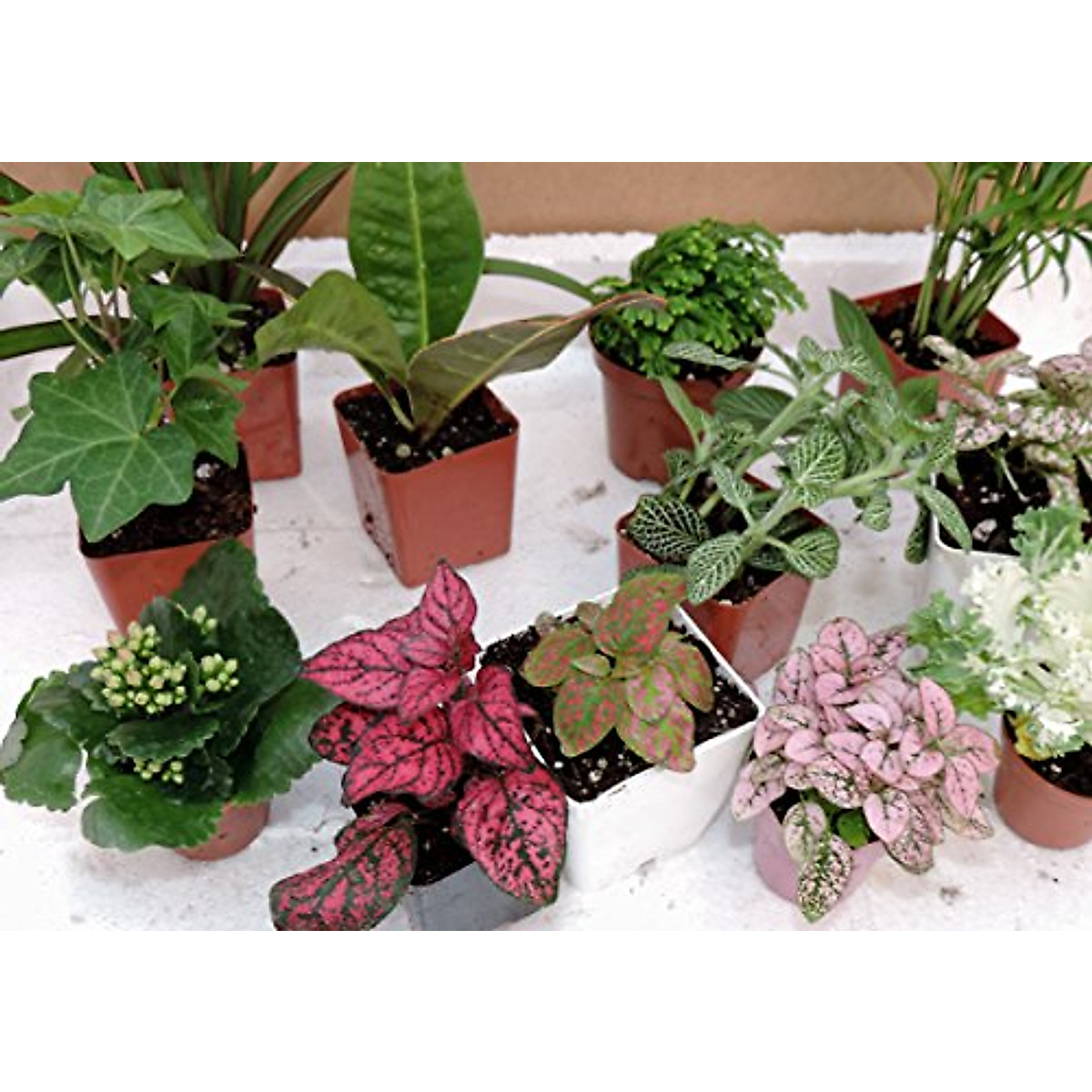 Terrarium & Fairy Garden Plants -3 Plants in 2.5" pots unique-jmbamboo