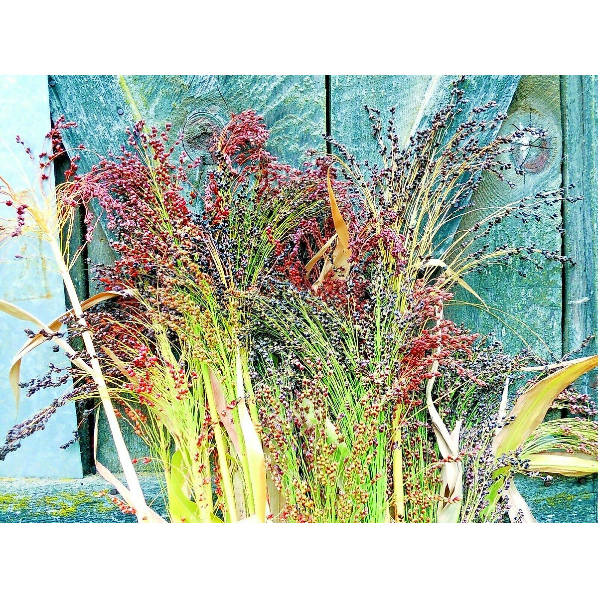 Broom Corn Seed Multi Color Crafts Home Accents Gold Red Bronze Purple Brown jocad (100+ Seeds)
