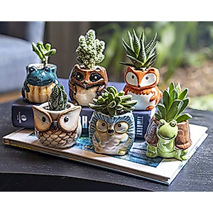 Matty's Garden Animal Ceramic Succulent Planters Set of 6 | 2.5 Inch Small Cactus Pots with Drainage Hole Raccoon Owl Turtle Hedgehog Frog Fox
