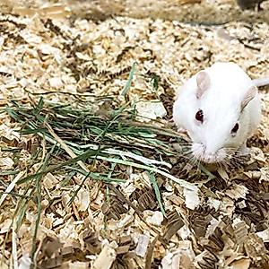 Blue Mountain Hay | 15 oz. Fresh Alfalfa Hay | Available in 15 oz. & 40 oz. Pouches | Nutritious, Delicious Meal Or Snack for Rabbits, Guinea Pigs, Hamsters, Gerbils, Rats, and Other Small Pets