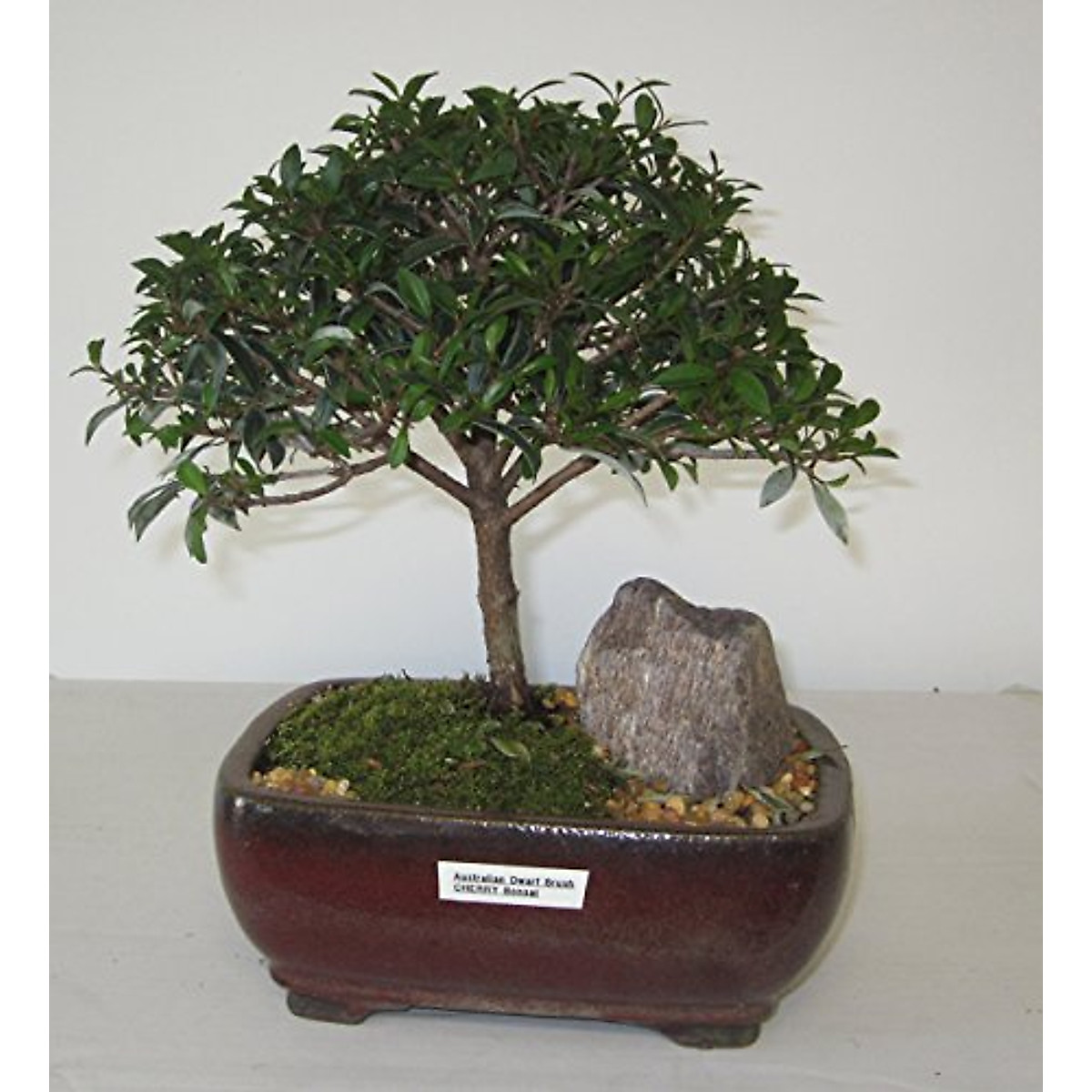 [Bonsai Gardens] Highest Quality, Medium Dwarf Australian Brush Cherry Bonsai Tree