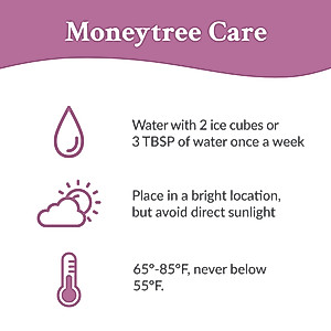 Just Add Ice JA5030 Money Tree in Boho Ivo Jute Pottery, Live Indoor Plant, Fully-Rooted, Healthy Leaves, Easy to Grow Gift for Friend, Dorm, Plant Parent Home Décor Pachira, 5" Diameter, 16" Tall