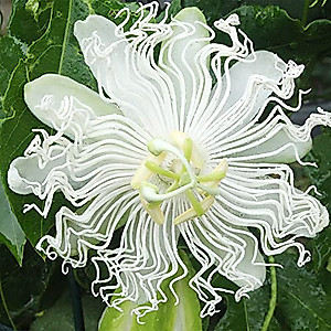 QAUZUY GARDEN 10 Rare Passiflora incarnata Maypop Seeds Mixed Color- Beautiful Passion Vine Fruit Flower Seeds - Tropical Climbing Exotic Vine - Great Gardening Gift