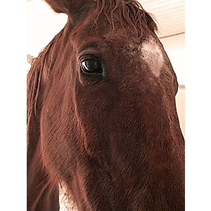 Big Mare | Horse Wound Lotion | Anti Bacterial/Anti Fungal | Healing, Soothing & Penetrating Formula | 8 oz Bottle