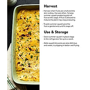 Burpee Fordhook Zucchini Summer Squash Seeds 50 seeds