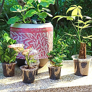 Bonviee 36 Packs 3.5/4/5 Inch Clear Nursery Pots, Transparent Plastic Planter with Drainage Holes, Seed Starting Pot Flower Plant Container -Clear