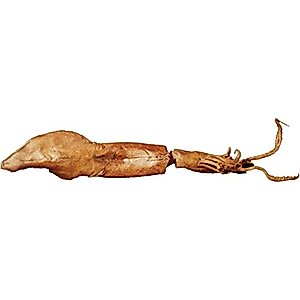 Anatomy Lab Preserved Squid Specimen for Dissection for Biology Classes, Plain Injected 8-11 Inches, Vacuum Packed of 1