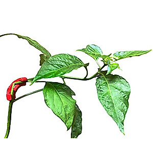 HMG 90 Degree Plant Bender (35 Pack) for Low Stress Training (LST) and Plant Training