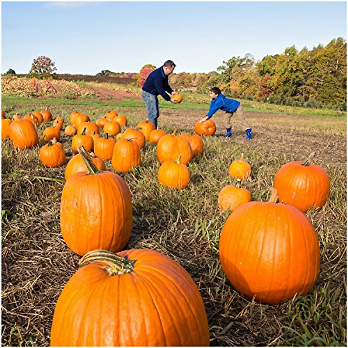 Seed Needs, 200+ Connecticut Field Pumpkin Seeds for Planting (Cucurbita Pepo) Heirloom Vegetable, Grow Large Pumpkins Non-GMO & Untreated Bulk