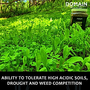 Domain Outdoor Hot Chic Food Plot Seeds for Deer, Chicory - 2 Varieties of Clover, Great to Plant in Spring or Fall, Hardy Mixture of PH Tolerant Perennials, Can Last Several Years, 1/2 Acre