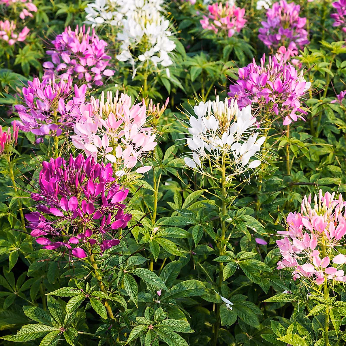 Cleome Seeds - Mixed Colors - Packet - Pink/Purple/White Flower Seeds, Heirloom Seed Attracts Bees, Attracts Butterflies, Attracts Hummingbirds, Attracts Pollinators, Extended Bloom Time, Fragrant