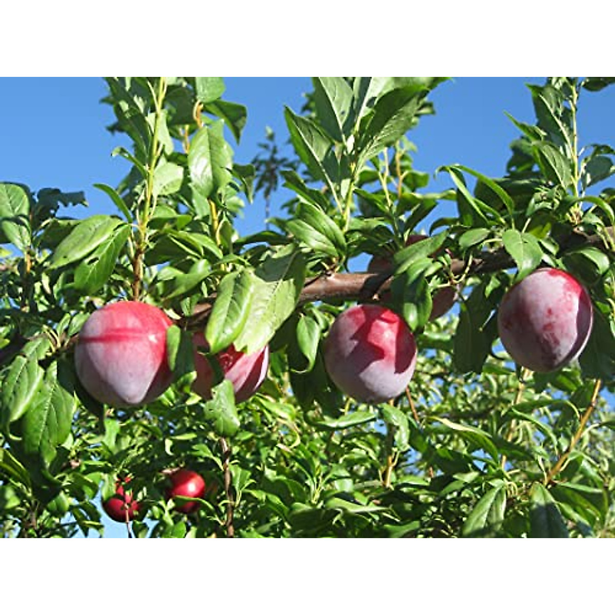2 Cherry Plum Plants Live 10 to 16 Inc Tall, Red Plum Fruits for Planting Ornaments Perennial Garden
