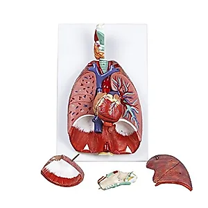 Jackson Global JS00091 Human Respiratory System | Life Size | Includes 7 Removable Parts