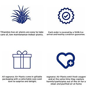 ragnaroc Live Air Plants - Tillandsia Gift Box TOR Variety Pack - 10 Count Large 3-5 inches – Live Indoor Plants & Live 15 inch Spanish Moss – Live Plants for Home décor, Live Arrival Guaranteed