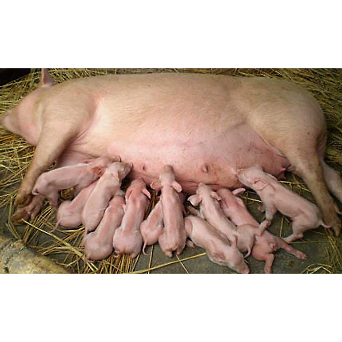 PHOTONIC20% 100 ML. BEST PET Vitamins Mineral Multi Vitamin Supplement Electrolytes Help Restore Urgently Animal Pet Care Nourish Blood Body Immunity Healthy Dog Cat Horse Pig Cattle Rooster Booster