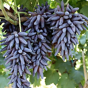 CHUXAY GARDEN Purple Finger Grape Seed 70 Seeds Sweet Fruit Grape Vine Organic Fresh Fruit Gardening Gifts