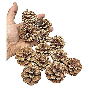 Bonka Bird Toys 3284 Pk12 Natural Pine Cones Foot Talon Bird Toys