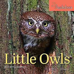 Audubon Little Owls Mini Wall Calendar 2023: A Year of Fluffy and Round Owls