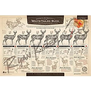 "The Growth & Maturity of the White-tailed Buck" Fine Art Paper Print