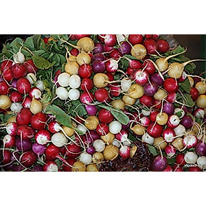 Colorful Radish Seed Mix Easy to Grow Vegetable Garden Seeds for Planting 100 Seeds