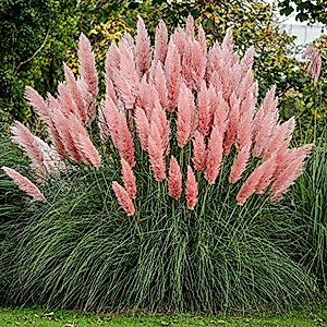 Heirloom 50+ Ornamental Perennial Grass Seed - Pampas Grass - "Pink" Tall Feathery Blooms