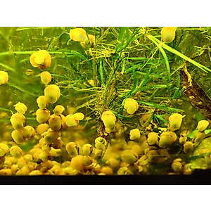 SOUTH SHORE RETAIL, LLC Gold Mystery Snails - Wholesale Pricing Available - Dime/Nickel Sized (3)