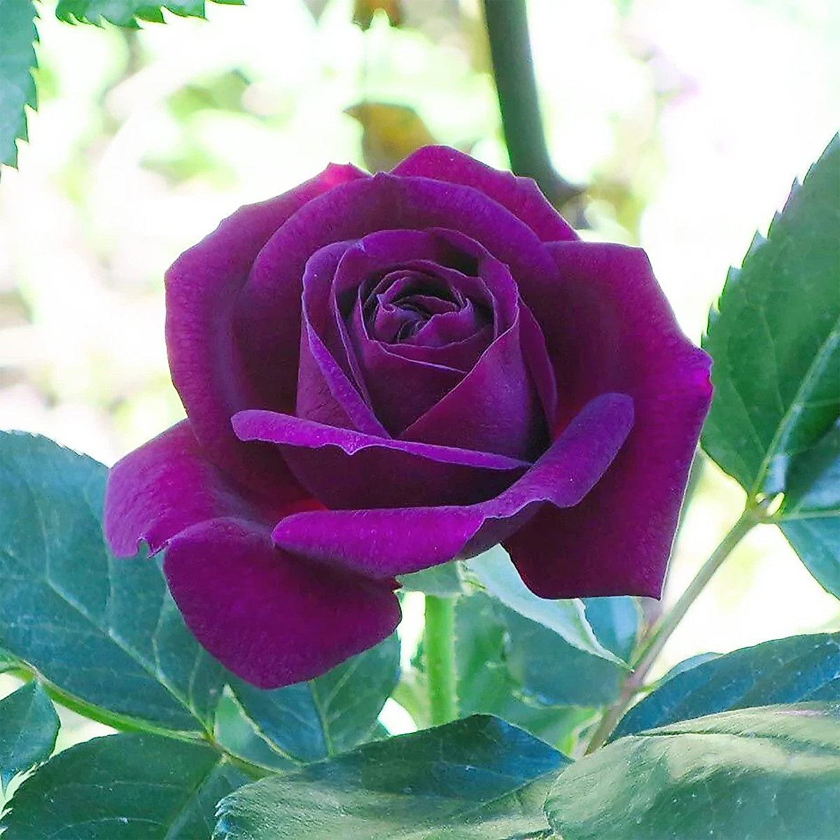 QAUZUY GARDEN 100 Purple Rose Rosa Seeds | Non-GMO Heirloom Flower Seed Striking Perennial Bush Vine Climber Fragrant Flower to Plant Home Garden & Attract Pollinators