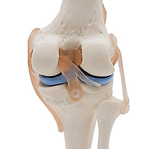 Kouber Anatomical Medical Knee Joint with Ligaments Model,Life Size