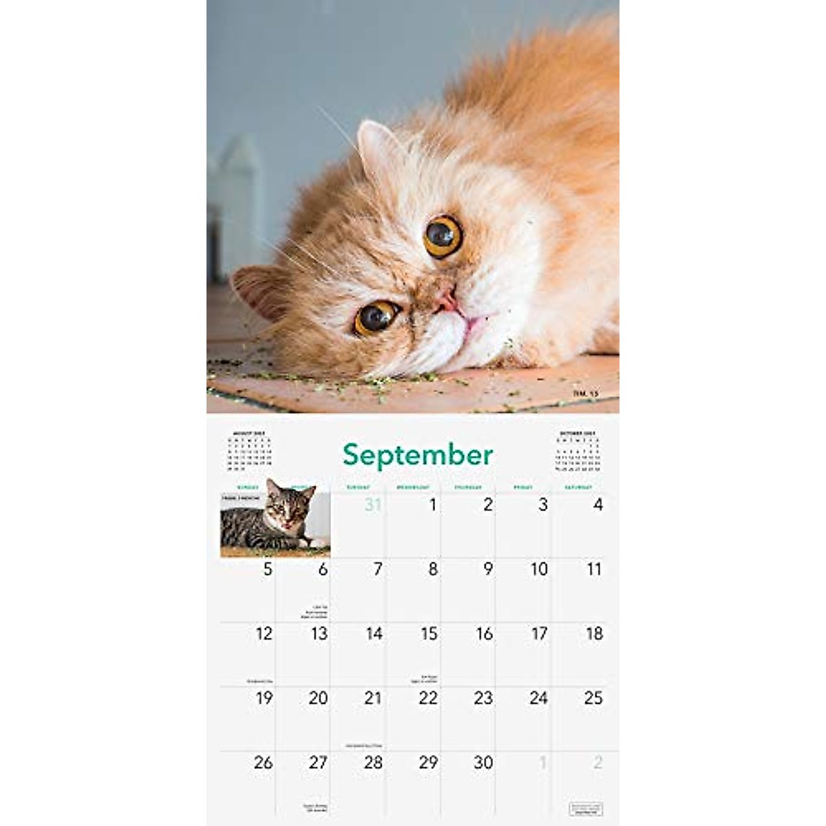Cats on Catnip Wall Calendar 2021