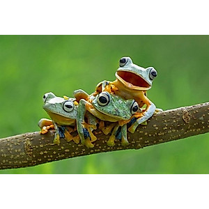 YISUMEI 60" x 80" Blanket Comfort Warmth Soft Plush Throw for Couch Cute Frogs Art