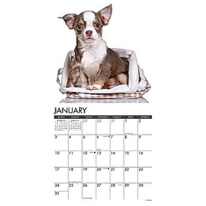 Just Chihuahua Puppies 2021 Wall Calendar (Dog Breed Calendar)