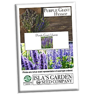 "Purple Giant" Hyssop Seeds for Planting, Fragrant Herb, 250+ Seeds Per Packet, (Isla's Garden Seeds), Non GMO & Heirloom Seeds, Botanical Name: Agastache Rugosa, Great Home Garden Gift