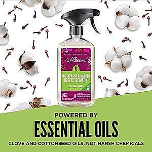 Aunt Fannie’s Houseplant & Garden Insect Remedy, Indoor and Outdoor Plant Insect Killer (3-Pack)