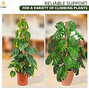 EcoNour Moss Pole for Plants - 28 Inches (2 Pack) | Monstera Plant Support for Vertical Growth | Indoor Climbing Plant Support for Potted Plants Like Pothos, Philodendrons, and More