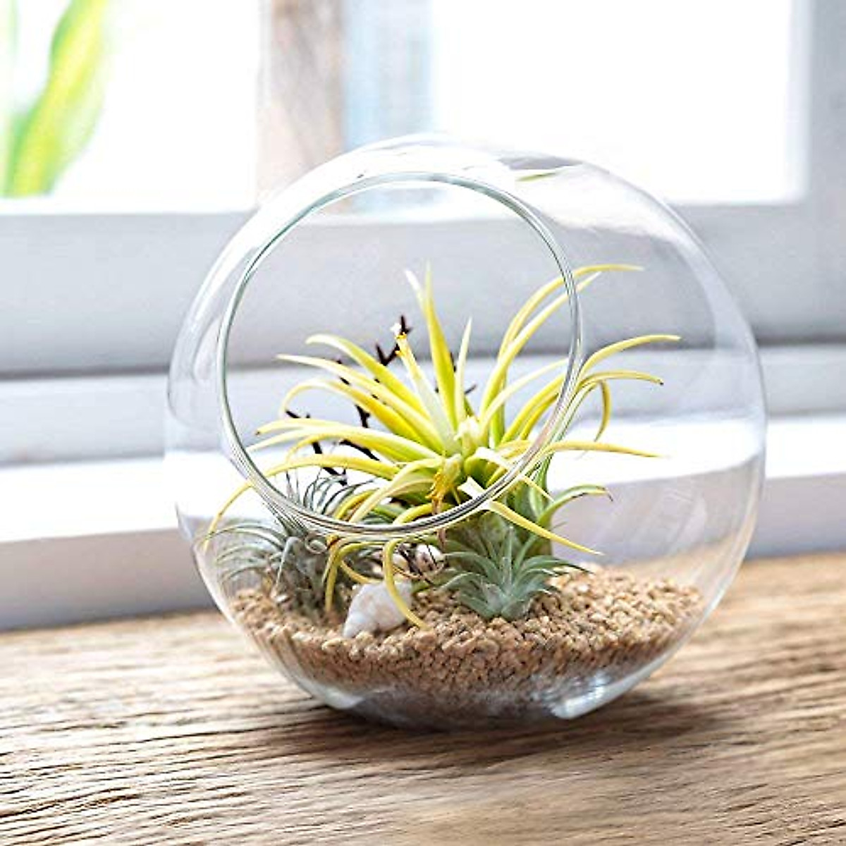 Mkono Plant Terrarium Display Glass Tabletop Succulent Air Plant Planter Globe Microlandschaft House, M