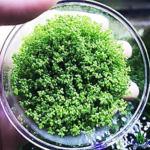 Greenpro Dwarf Baby Tears Hemianthus Callitrichoides Java Moss Live Aquarium Plants Freshwater Fish Tank Vitro TC Cup