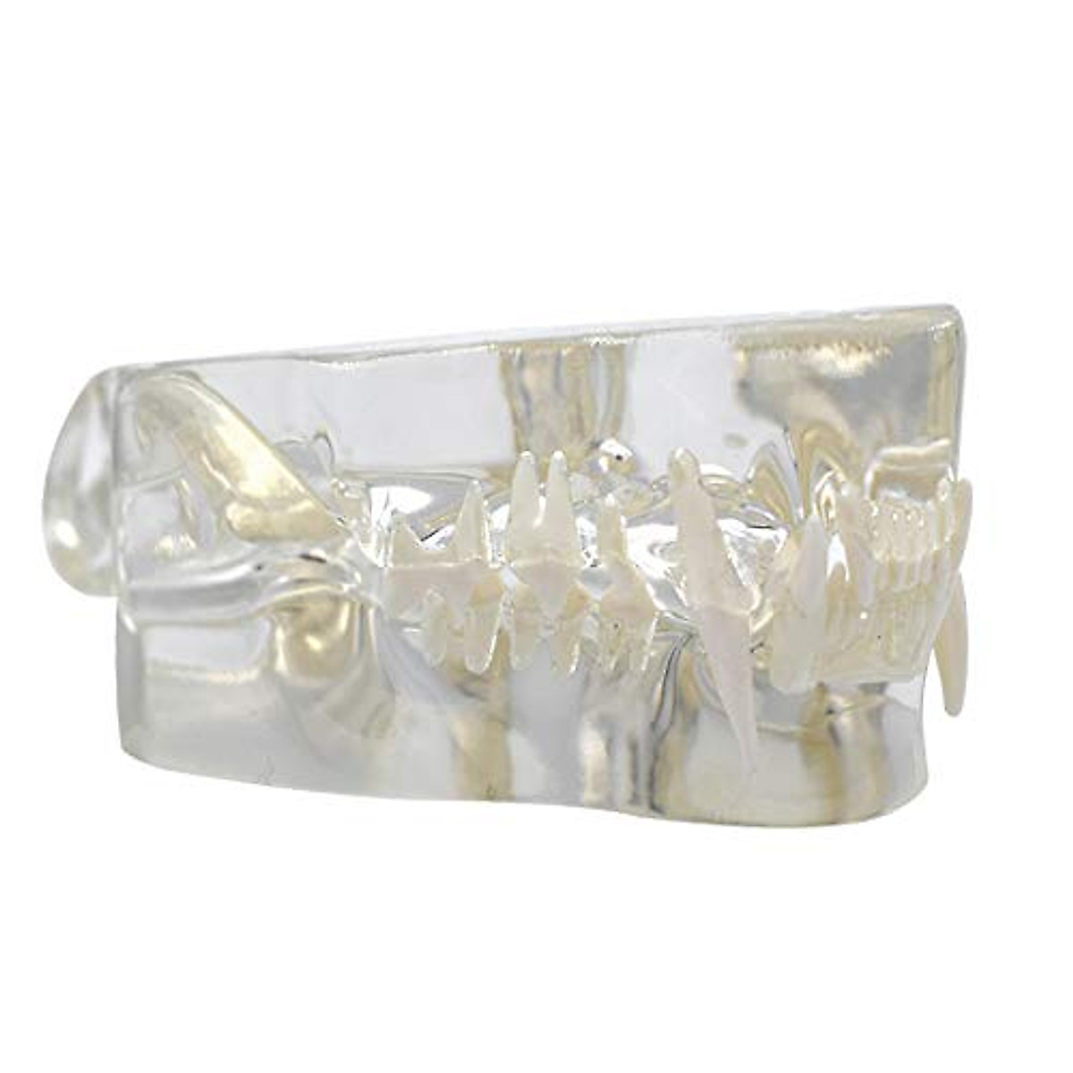 Transparent Feline Teeth Model Anatomy Cat Teeth Model Animal Models Teeth Up Teaching PVC Material for Veterinary or Medical Teaching Dental Model